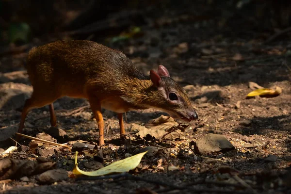 Souris chevreuil Stock Photos, Royalty Free Souris chevreuil Images ...