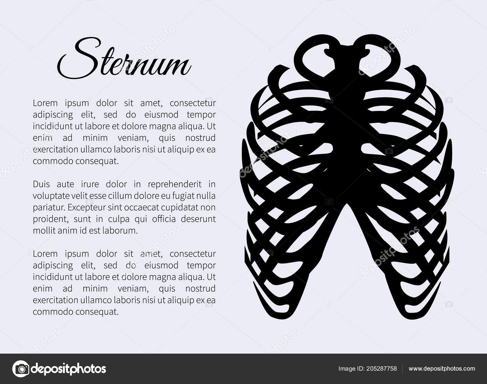 Sternum Bones Poster and Text Vector Illustration Stock Vector Image by ...