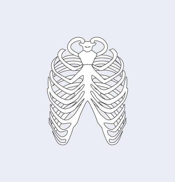 Chest, rib, vector, skeleton, heart, bone, illustration, ray, xray ...