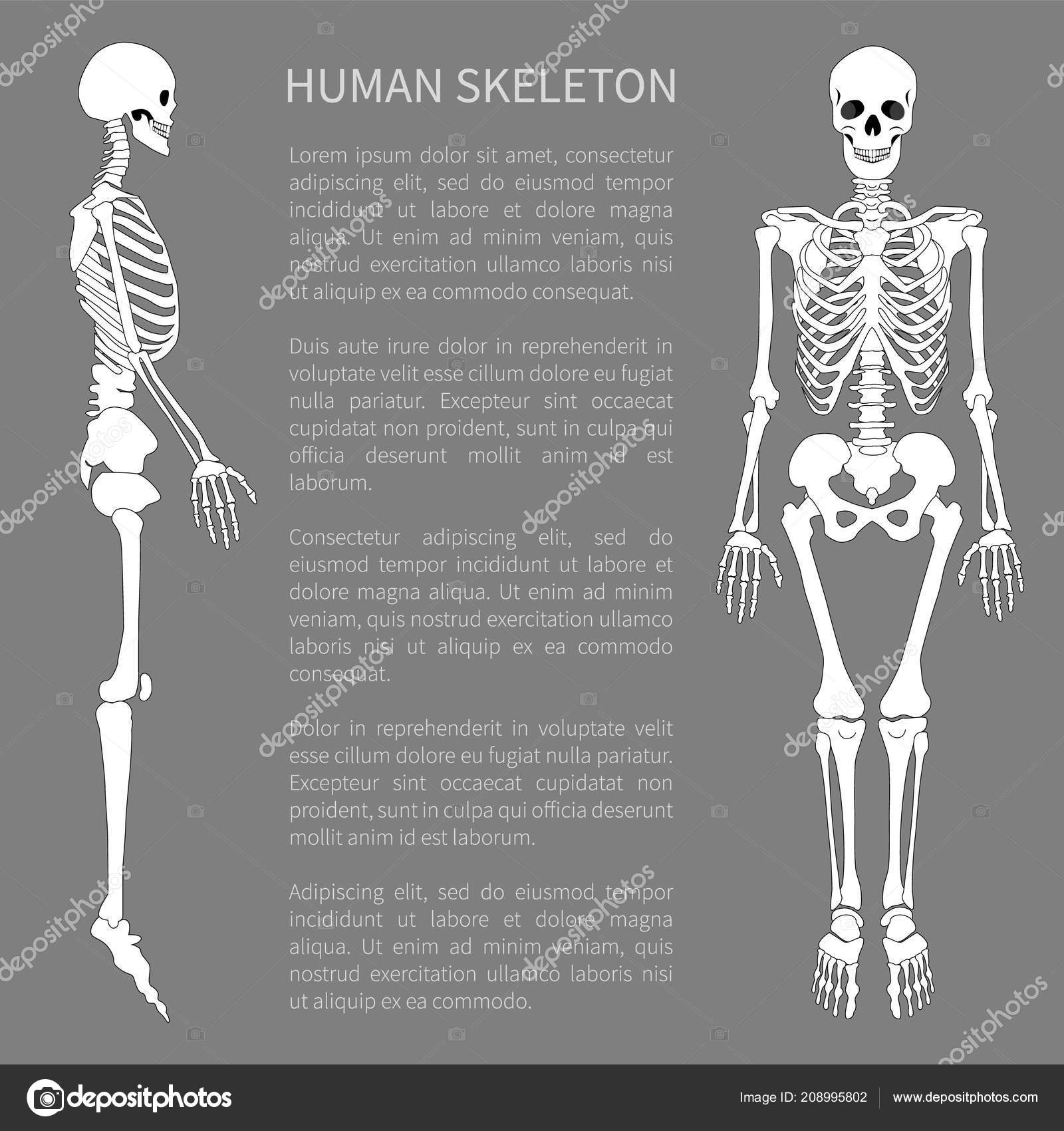 Esqueleto humano e amostra de texto ilustração vetorial vetor(es) de ...