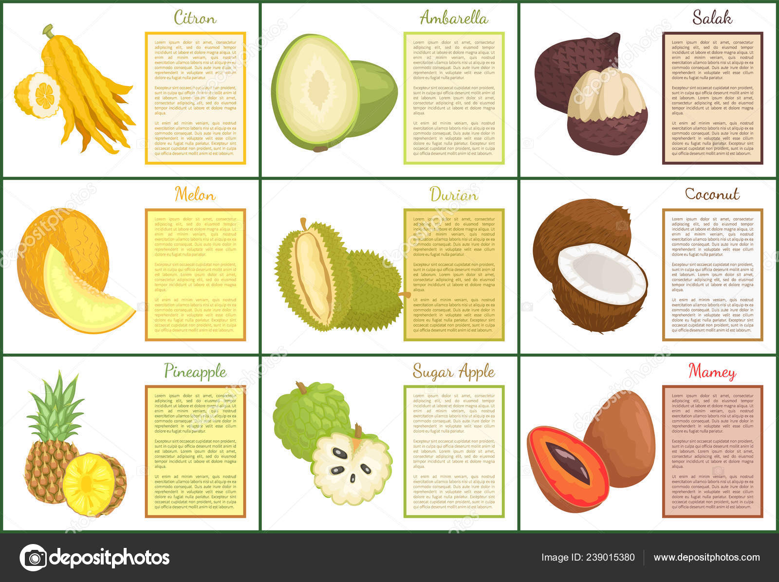 Poster Buah Sitron Dan Salak Dengan Vektor Set Teks Mamey Vektor Stok ...