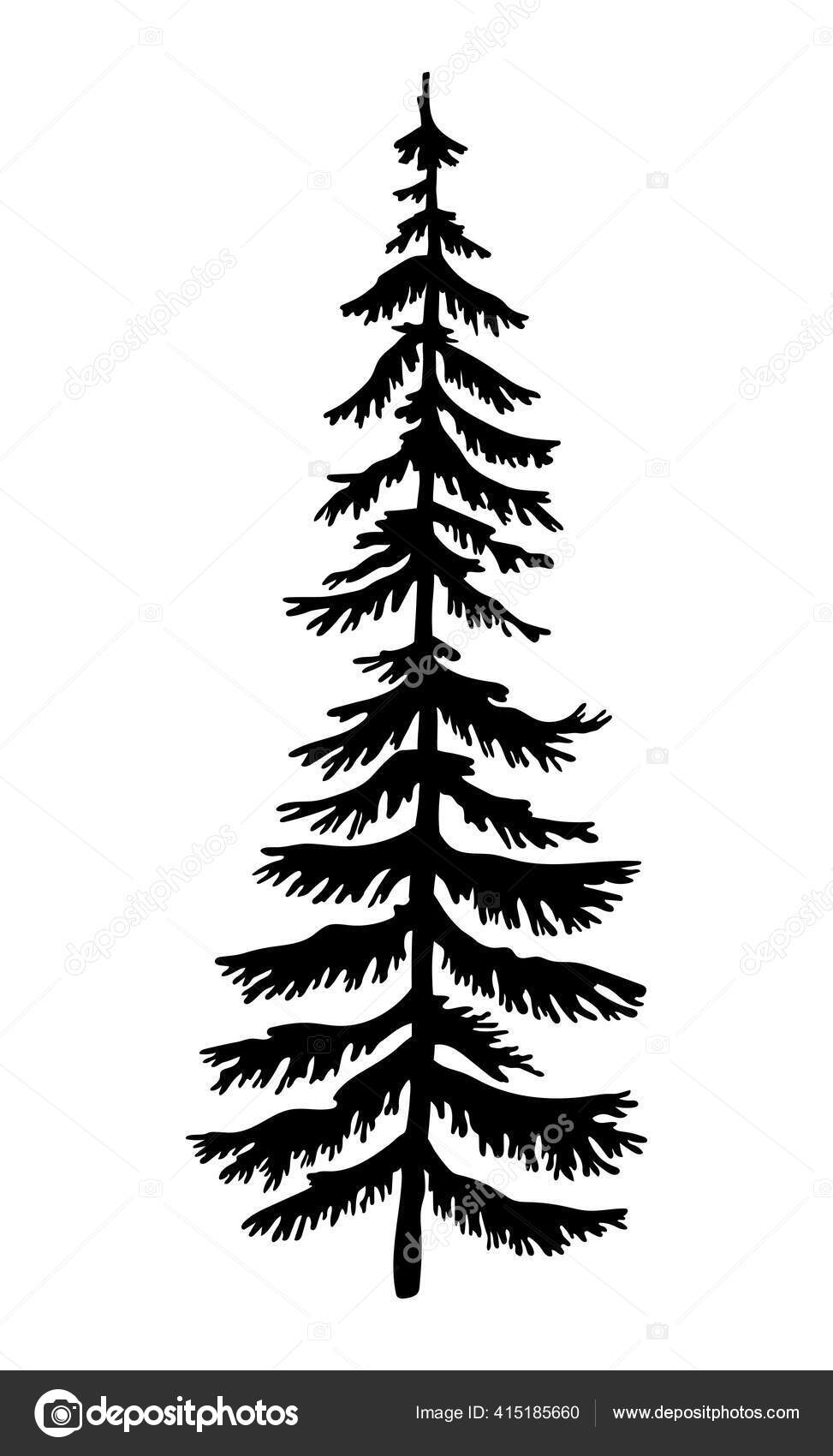 Enkel Tegning Av Sedertre