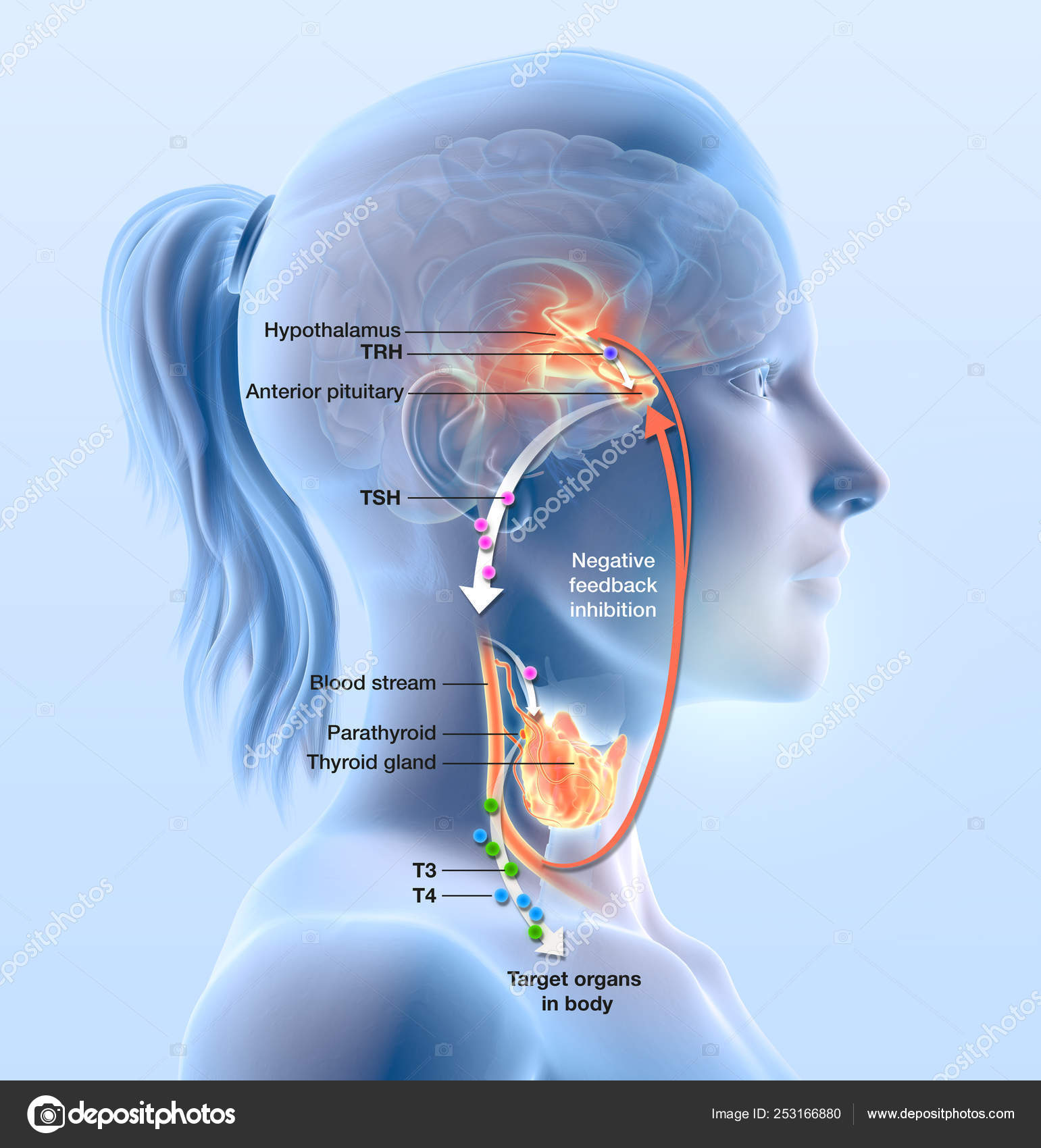 Thyroid Gland Function Thyroid Gland Function