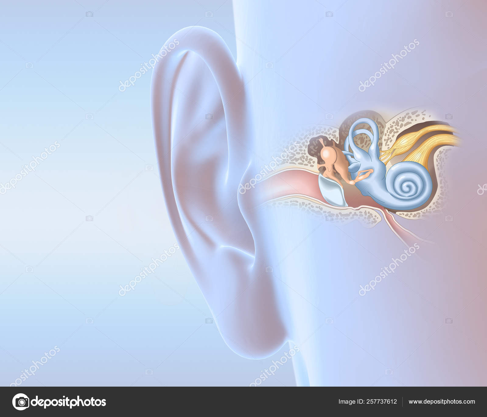 Anatomía del oído humano, ilustración médicamente 3D — Foto de stock ...