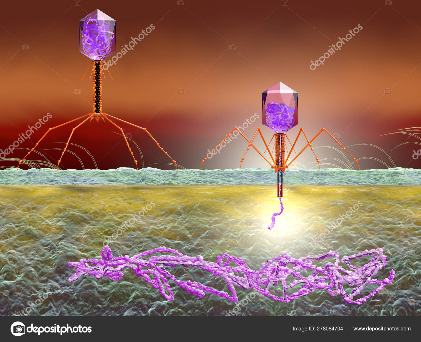 Bacteriophage attacking E. coli bacteria and injecting DNA. Medi Stock ...