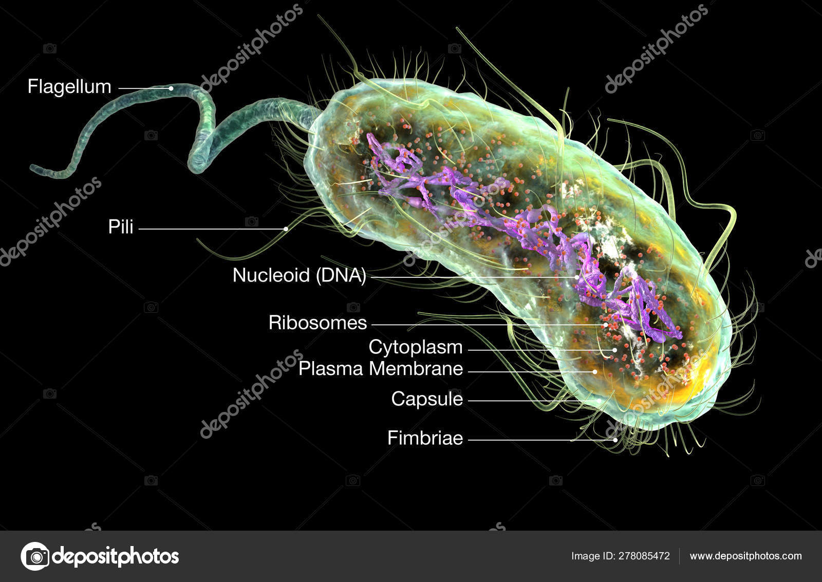 Escherichia coli bacteria (E. coli). Medically accurate 3D illus Stock ...