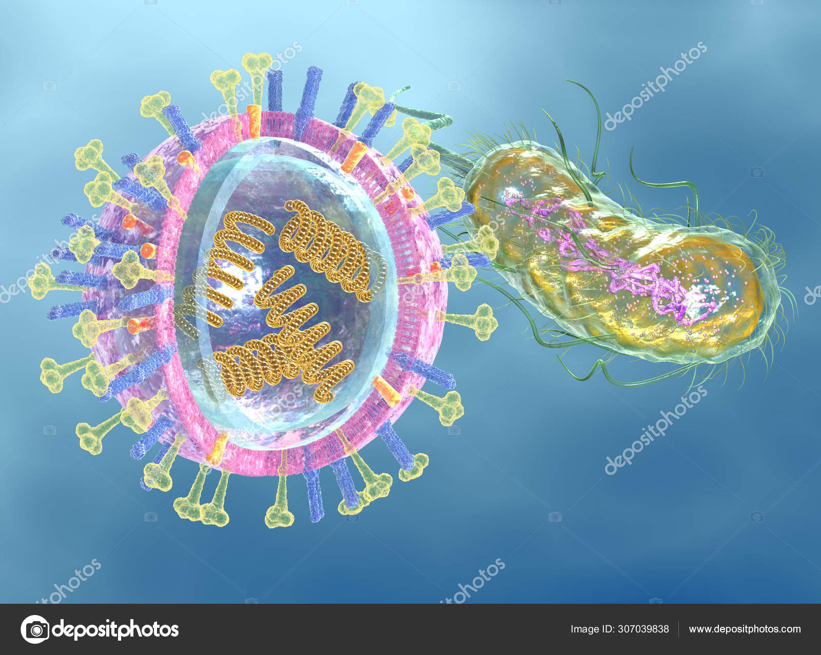 Mumps Virus 3d Model