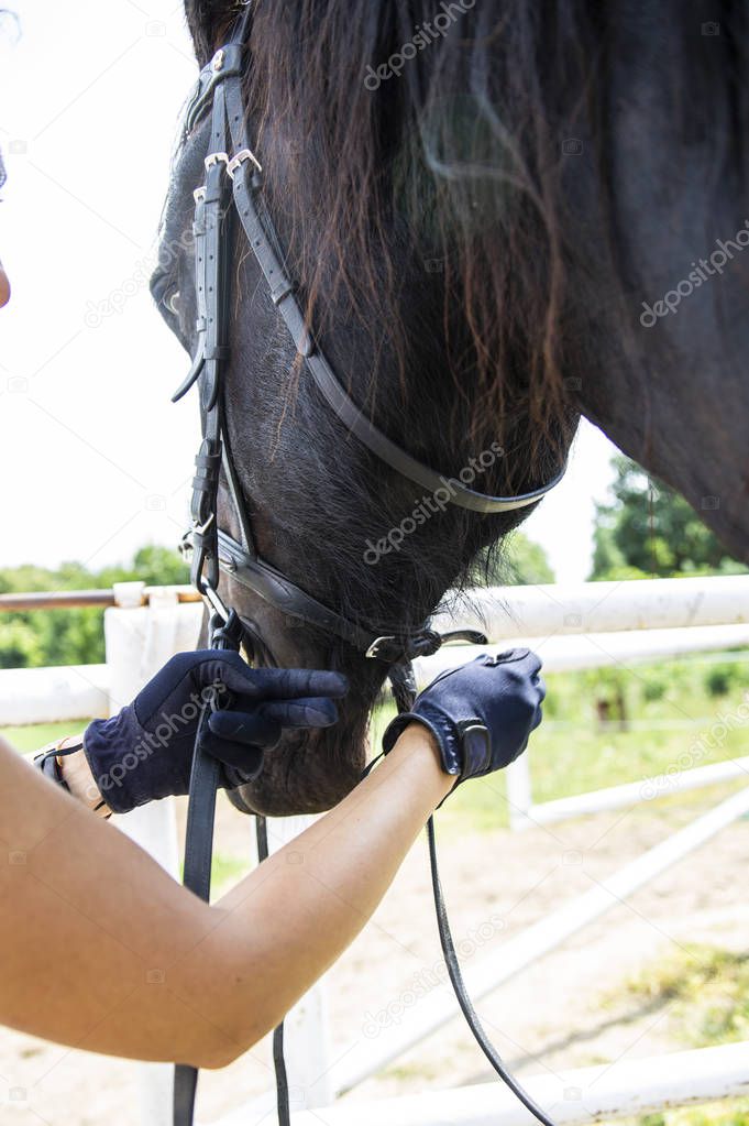 Montar a caballo. Ensilla un caballo. La mujer pone el arnés en la ...