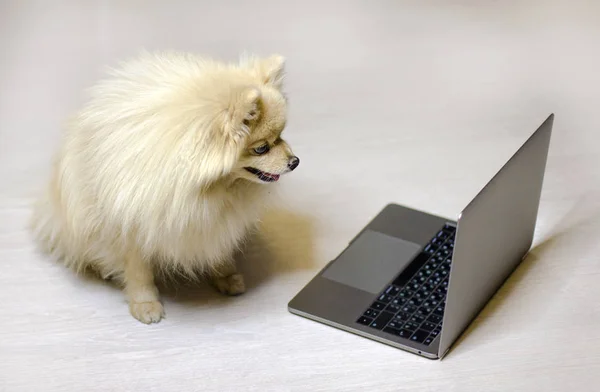 Dog laptop Stock Photos, Royalty Free Dog laptop Images | Depositphotos