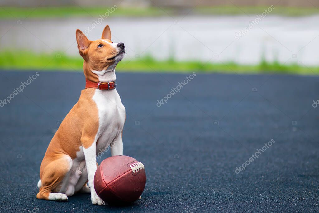 Divertido perro hermoso feliz está jugando con la pelota de fútbol ...