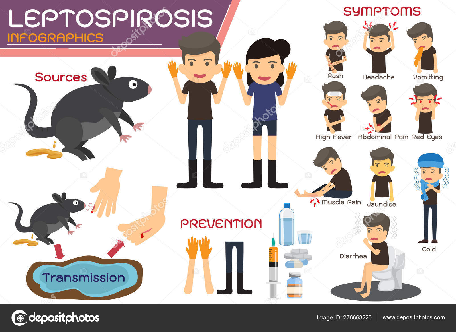 Leptospirosis infographics. Leptospirosis about symptoms and pre ...