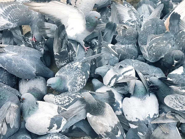 Slaughter of birds Stock Photos, Royalty Free Slaughter of birds Images ...