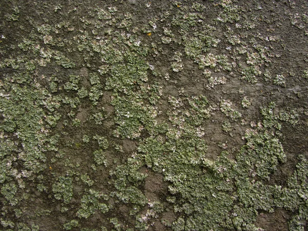 Penicillium digitatum Stock Photos, Royalty Free Penicillium digitatum ...