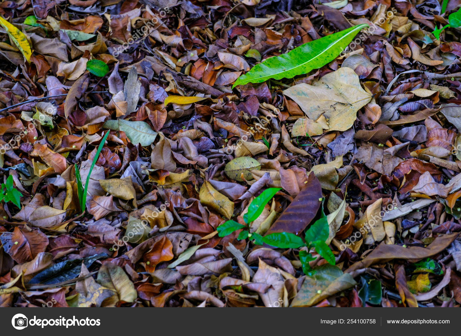 Fallen Leaves Forest Floor Botanical Garden Tenerife Canary Islands ...