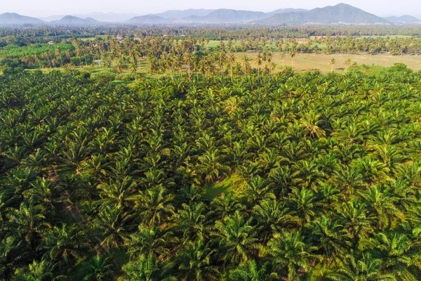 Ladang perkebunan kelapa sawit berlatar belakang pegunungan — Foto Stok ...