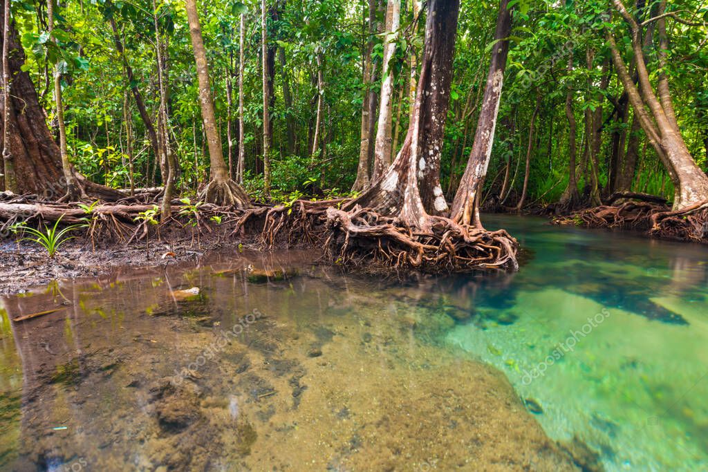 Ecología del bosque de manglares aguas tranquilas ambiente limpio ...