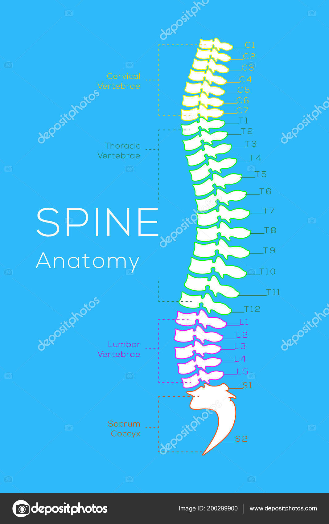 Vertebral Column All Vertebrae Cervical Thoracic Lumbar Sacral ...