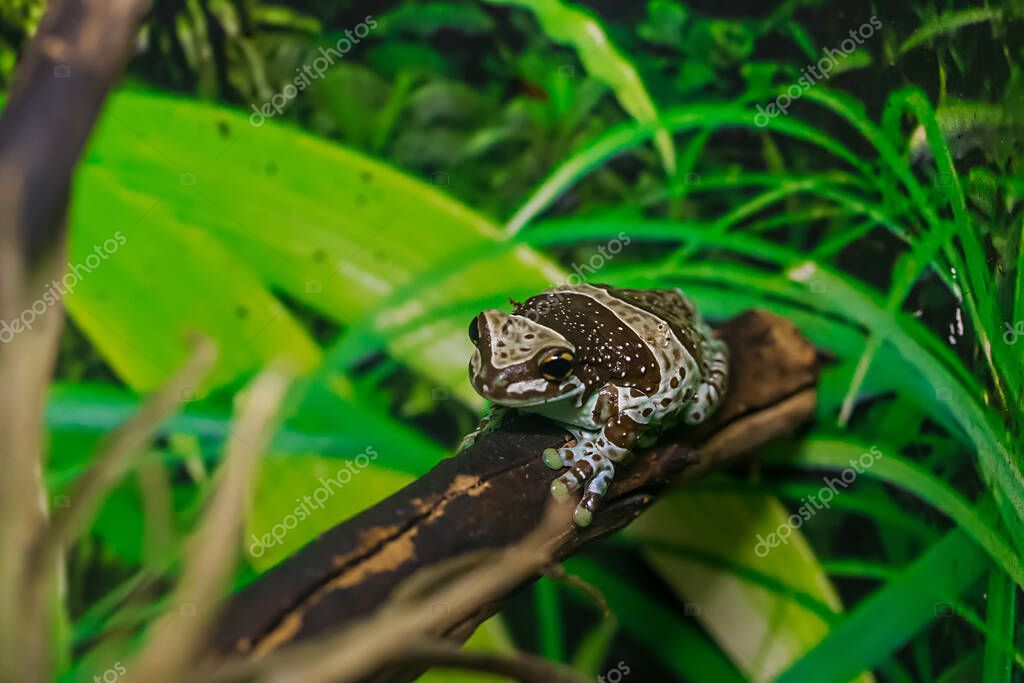 Rana lechera amazónica, Trachycephalus resinifictrix, que emerge de las ...