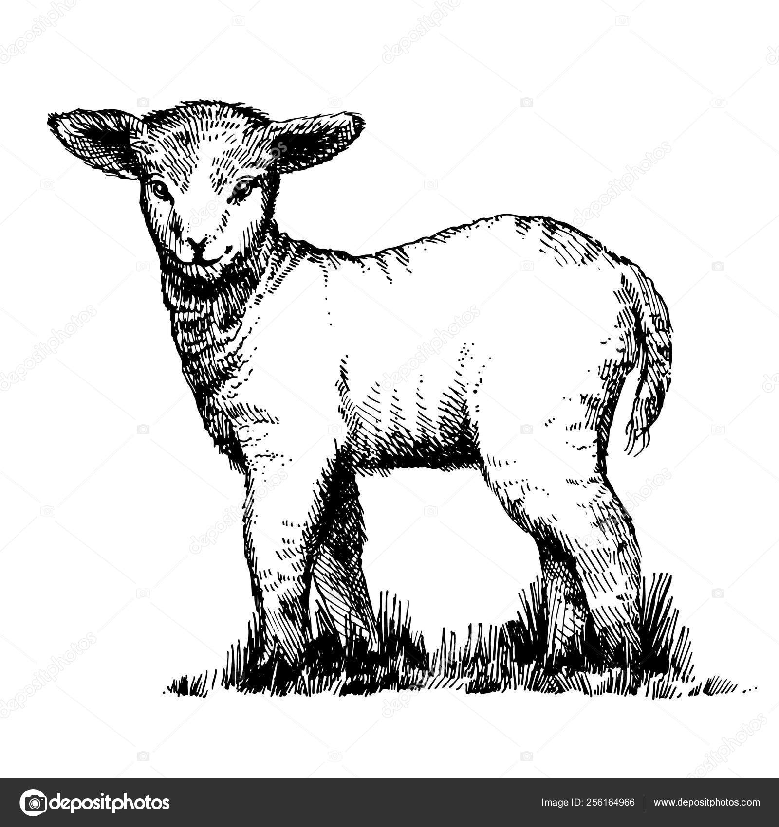 Hermoso Cordero Lindo Pascua Bosquejo Dibujado Mano vector, gráfico ...