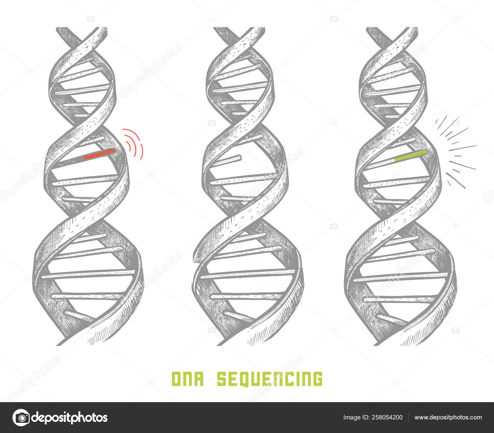 Secuenciación Del Genoma Secuenciación Adn Adn Extraído Mano ...