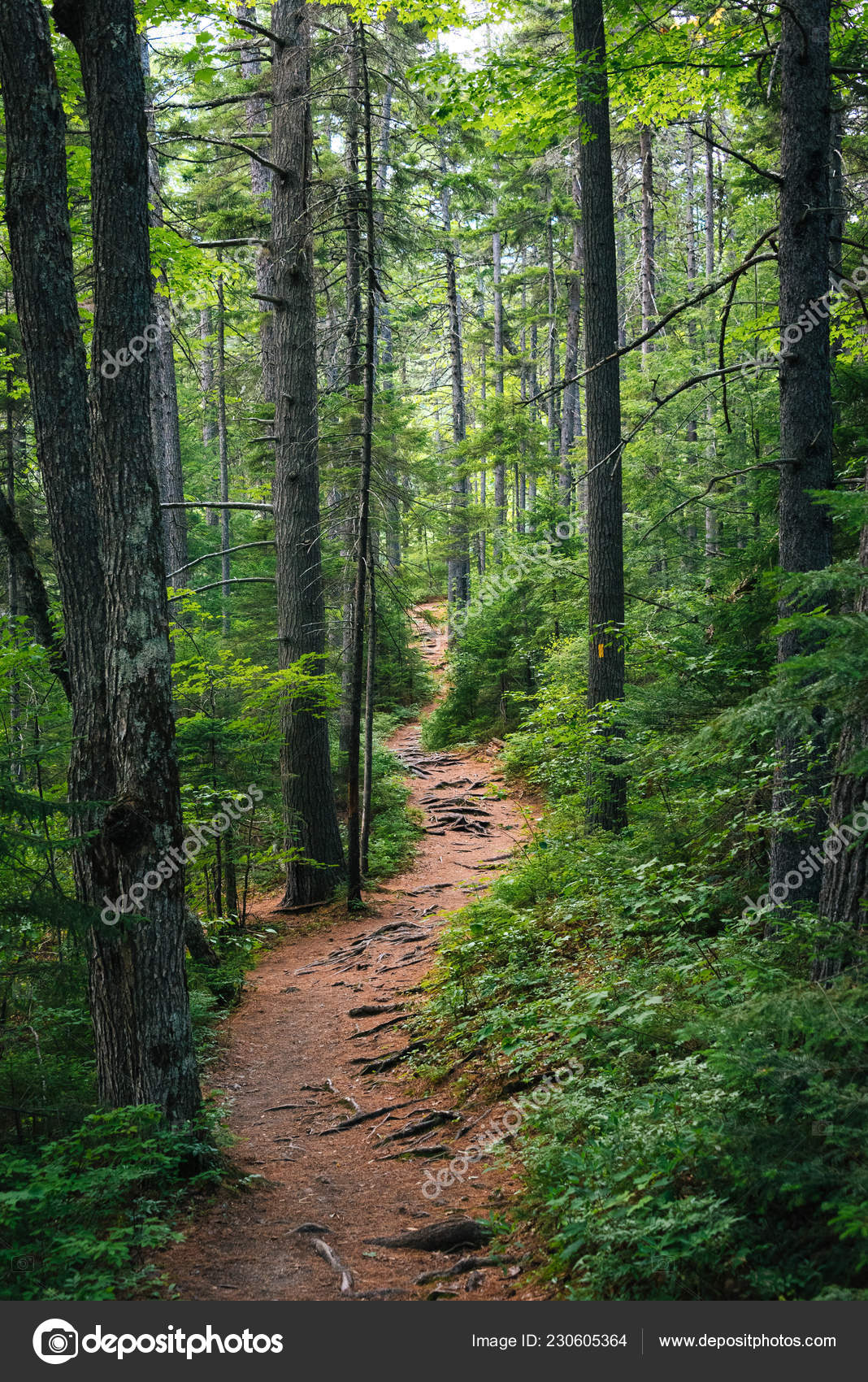 Lush Forest Path