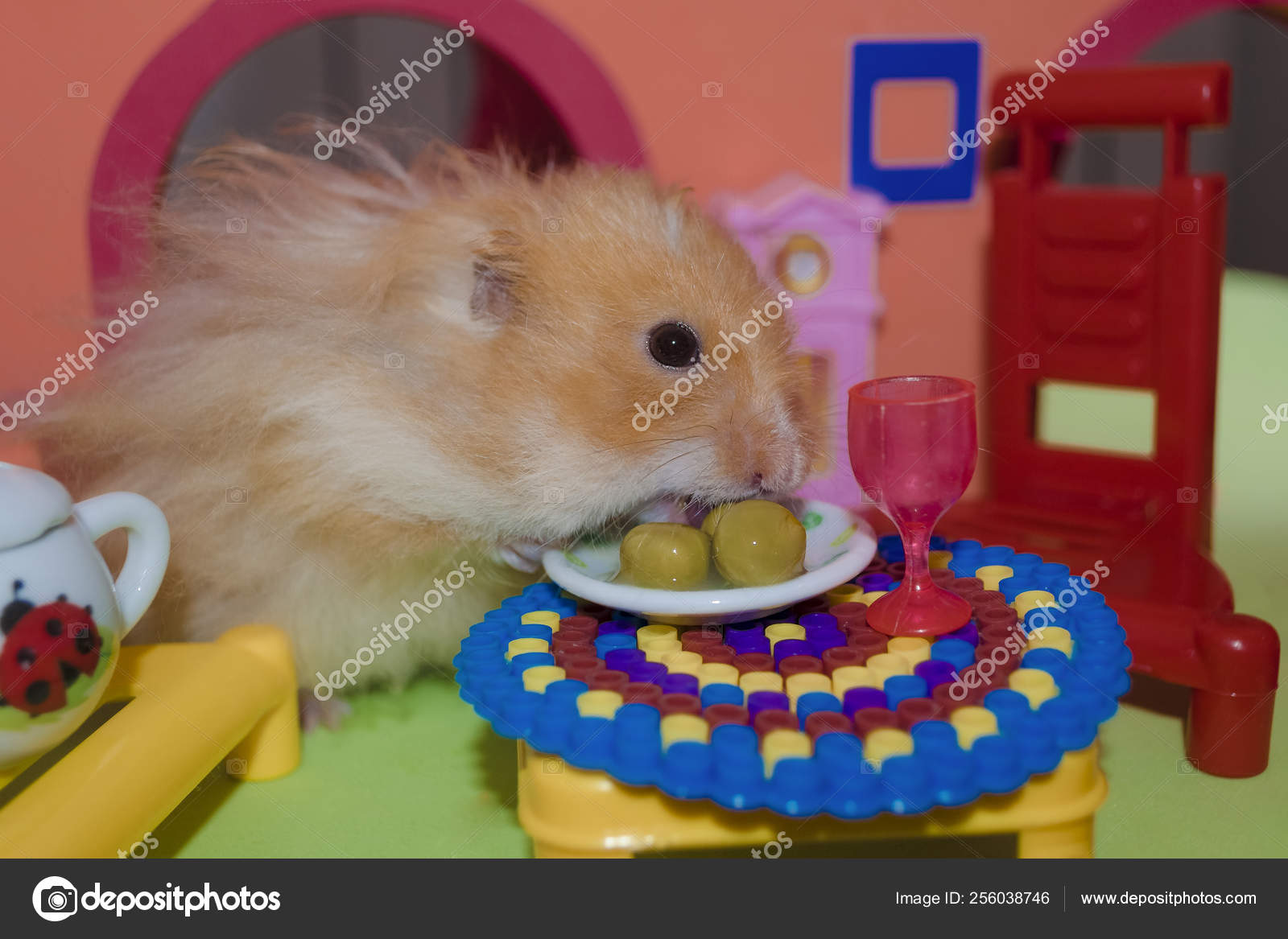 Cute Fluffy Light Brown Hamster Eats Three Peas Table His — Stock Photo ...