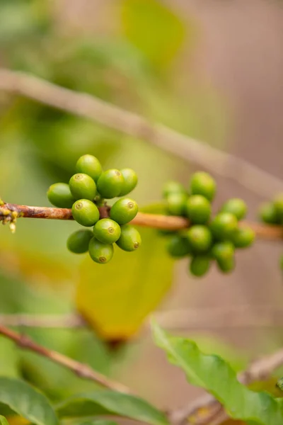 Twig Of Fresh Coffee Fruits Growing At Farm Stock Image Everypixel