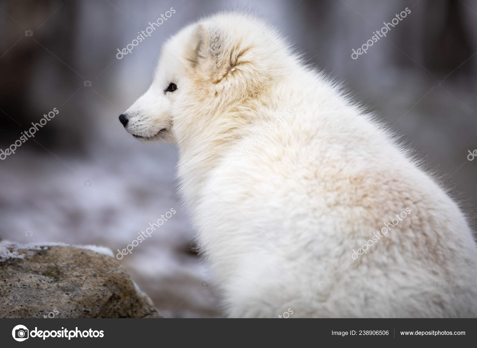 Arctic Fox Winter Coat
