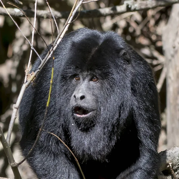 Bearded saki Stock Photos, Royalty Free Bearded saki Images | Depositphotos