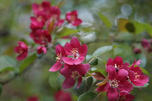 Photo without processing. Abundant flowering of apple trees with red ...