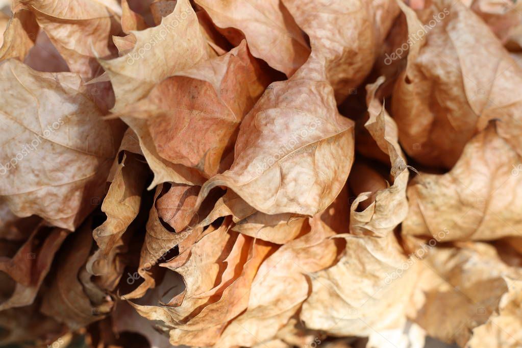 otoño, hojas, hoja, otoño, marrón, naturaleza, árbol, estación, seco ...