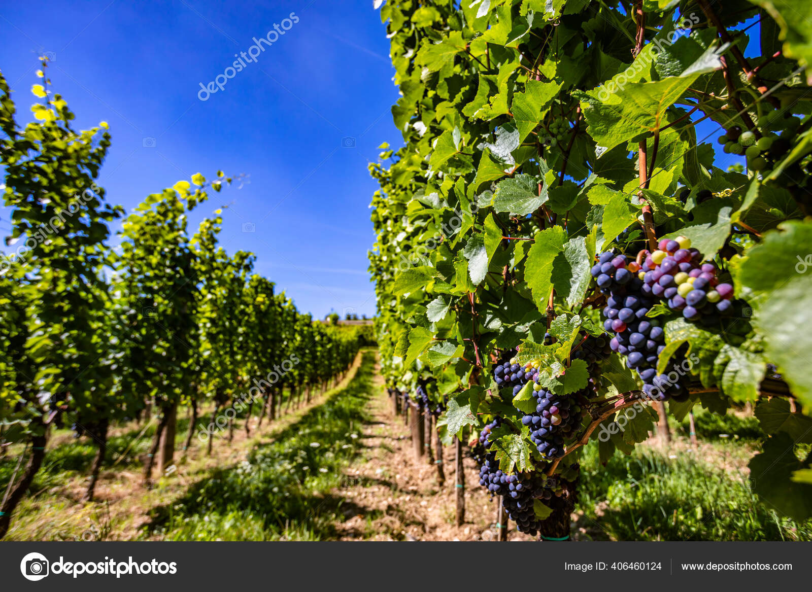 Beautiful Rows Grapes Vineyard — Stock Photo © vitomirov #406460124