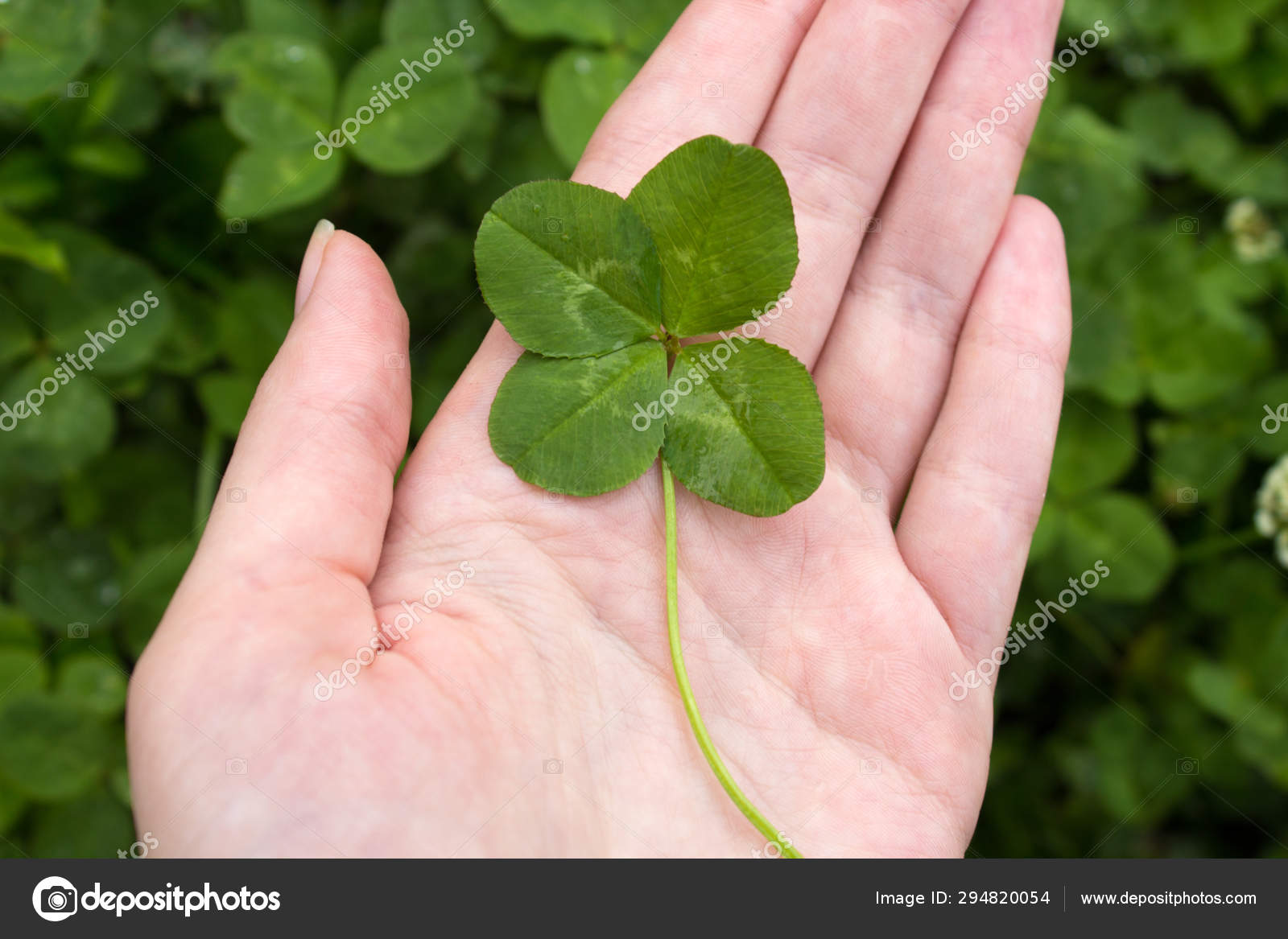 Four leaf Shamrock on hand in the clover field. Symbol of luck and ...