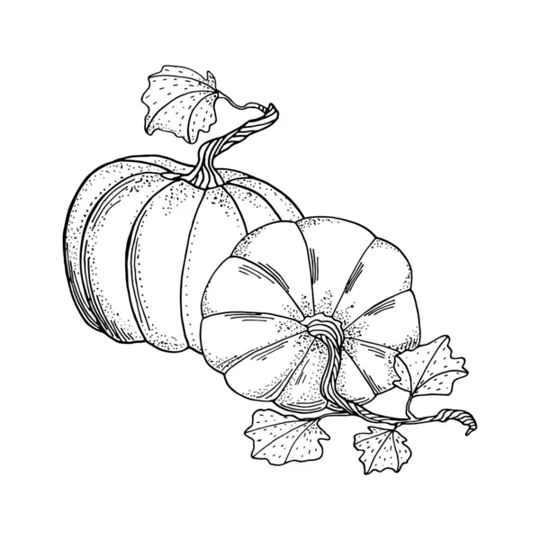 Pumpkin Vine Clipart Black And White