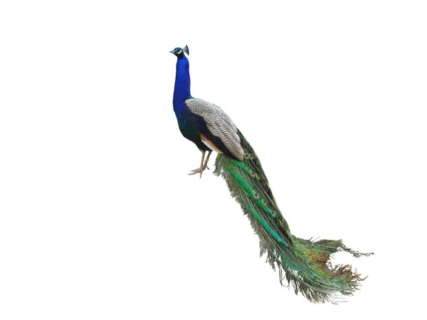 Peacock isolated on white. — Stock Photo © Hintau_Aliaksey #3211182