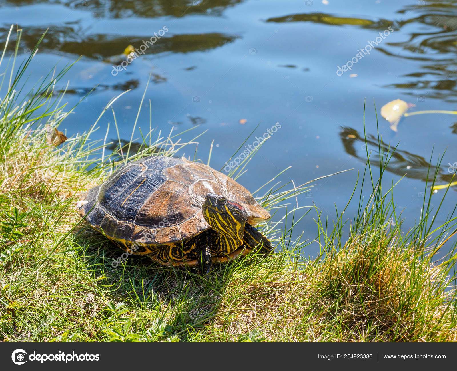 Pond turtle — Stock Photo © pr2is #254923386