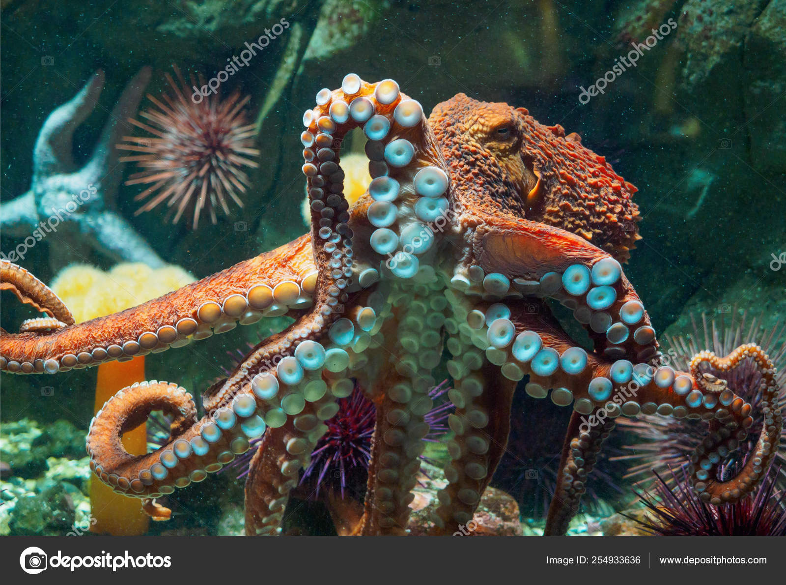 Underwater Octopus