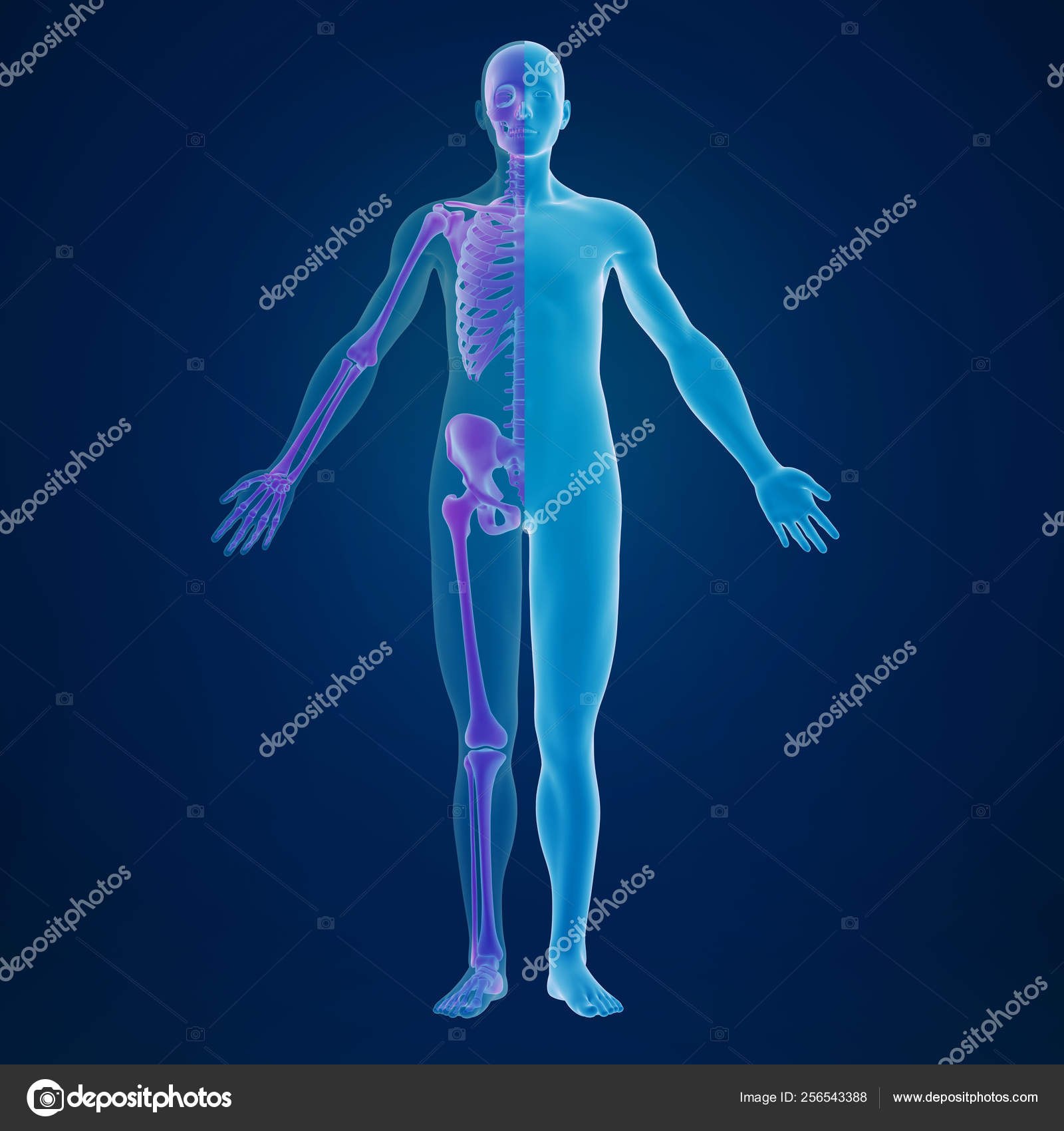 Rendering Human Body — Stock Photo © Andrus_Ciprian #256543388