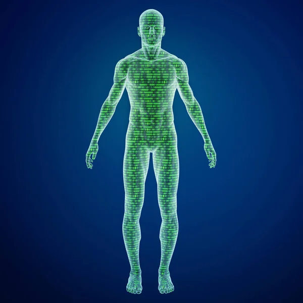 Rendering Human Body Muscles Colorful Illustration — Stock Photo ...