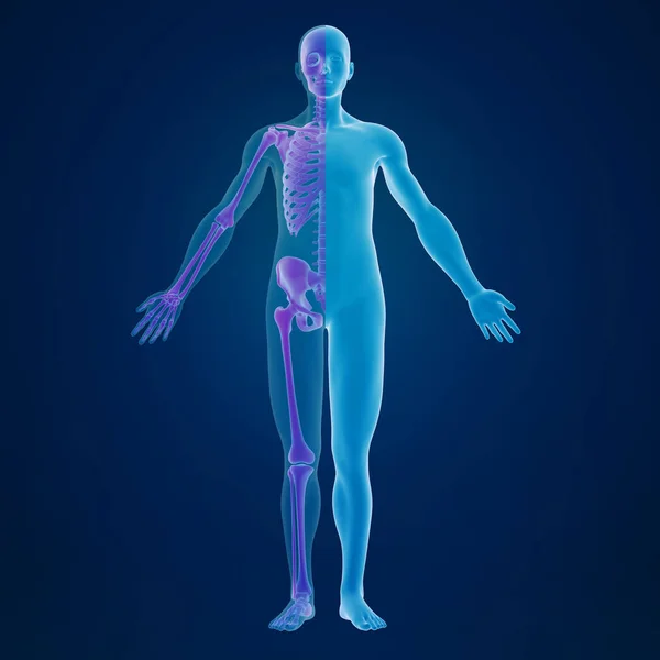 Rendering Human Body Muscles Colorful Illustration — Stock Photo ...