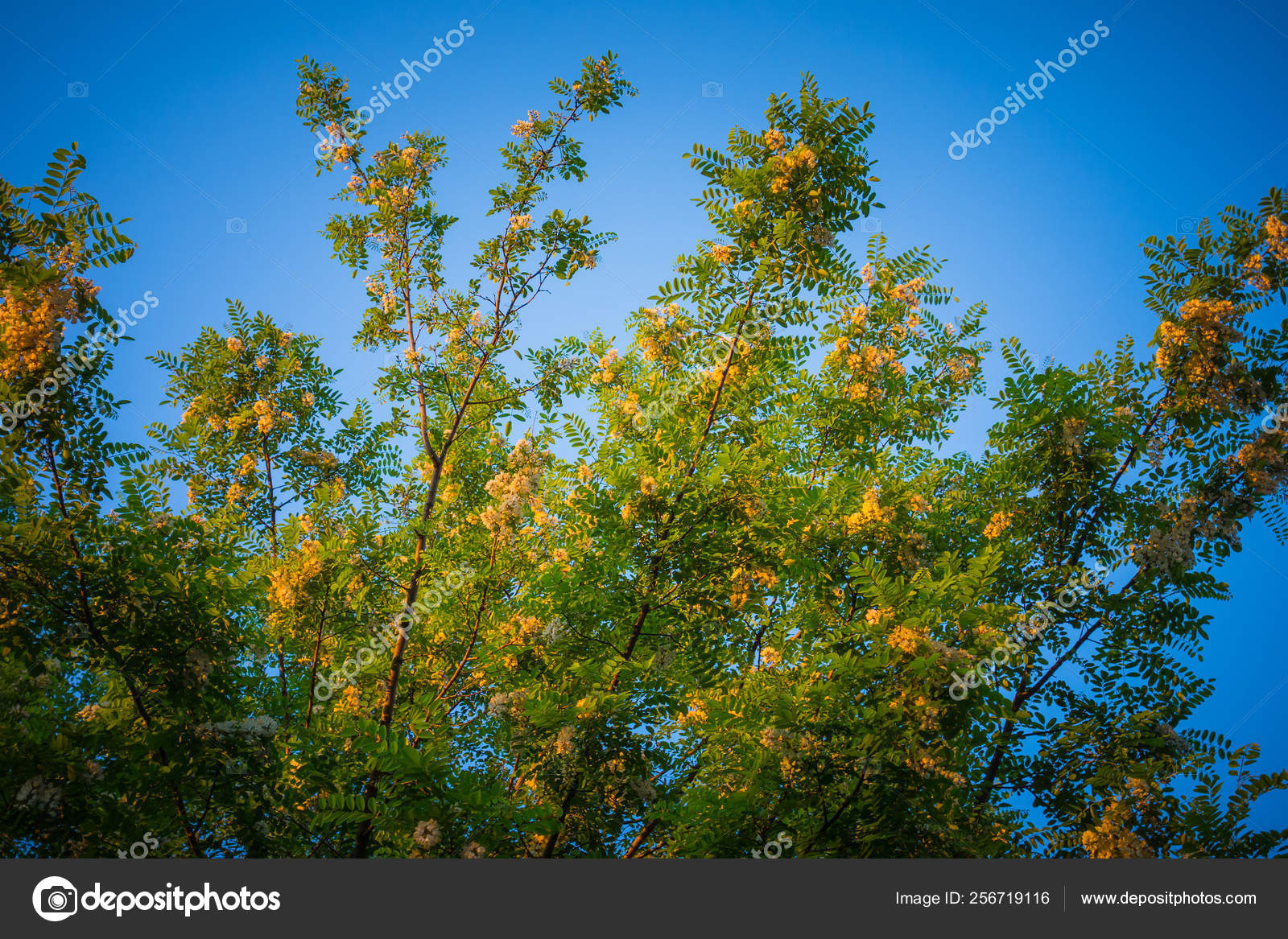 Green Tree Yellow Flowers Blue Sky Background — Stock Photo © Andrus ...
