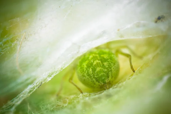 Spider mite Stock Photos, Royalty Free Spider mite Images | Depositphotos