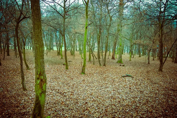 Hazel forest Stock Photos, Royalty Free Hazel forest Images | Depositphotos