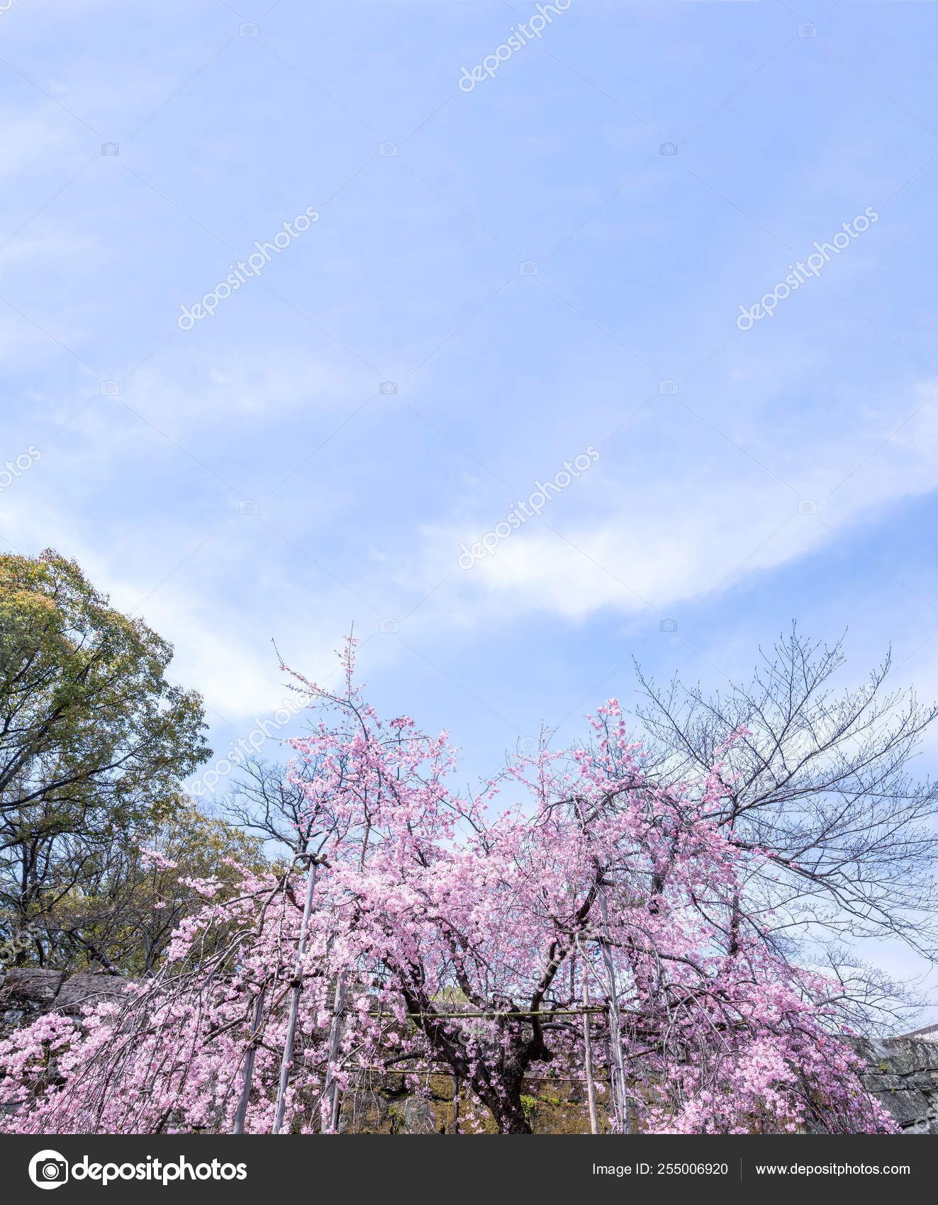 Beautiful cherry blossoms sakura tree bloom in spring in the castle ...