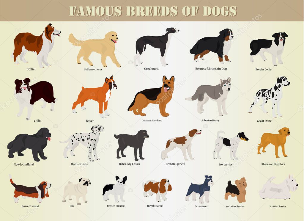 A Z Nombres De Razas De Perros