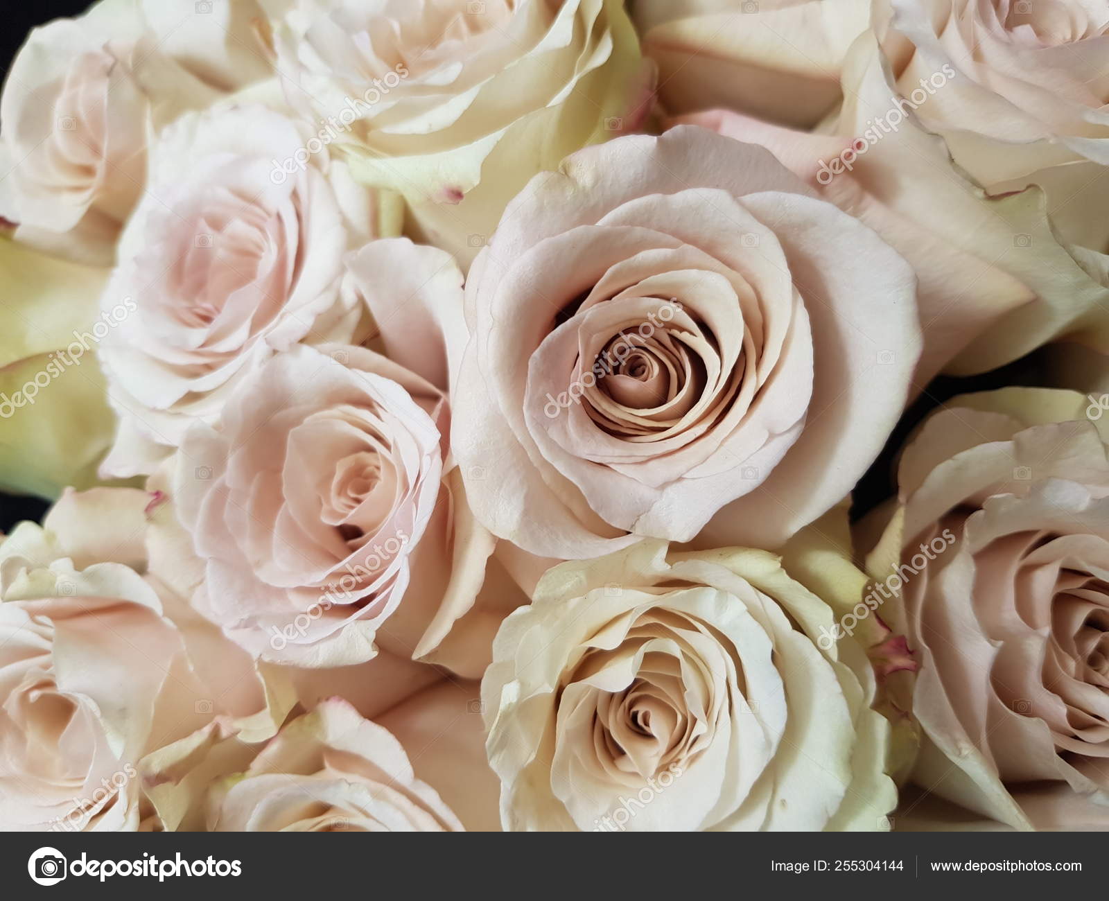 Cream Roses Background