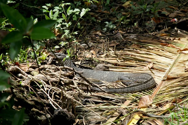 Monitor lizards Stock Photos, Royalty Free Monitor lizards Images ...