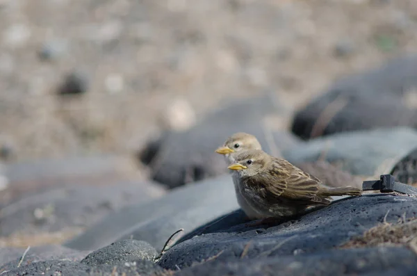 Galápagos finch Stock Photos, Royalty Free Galápagos finch Images ...