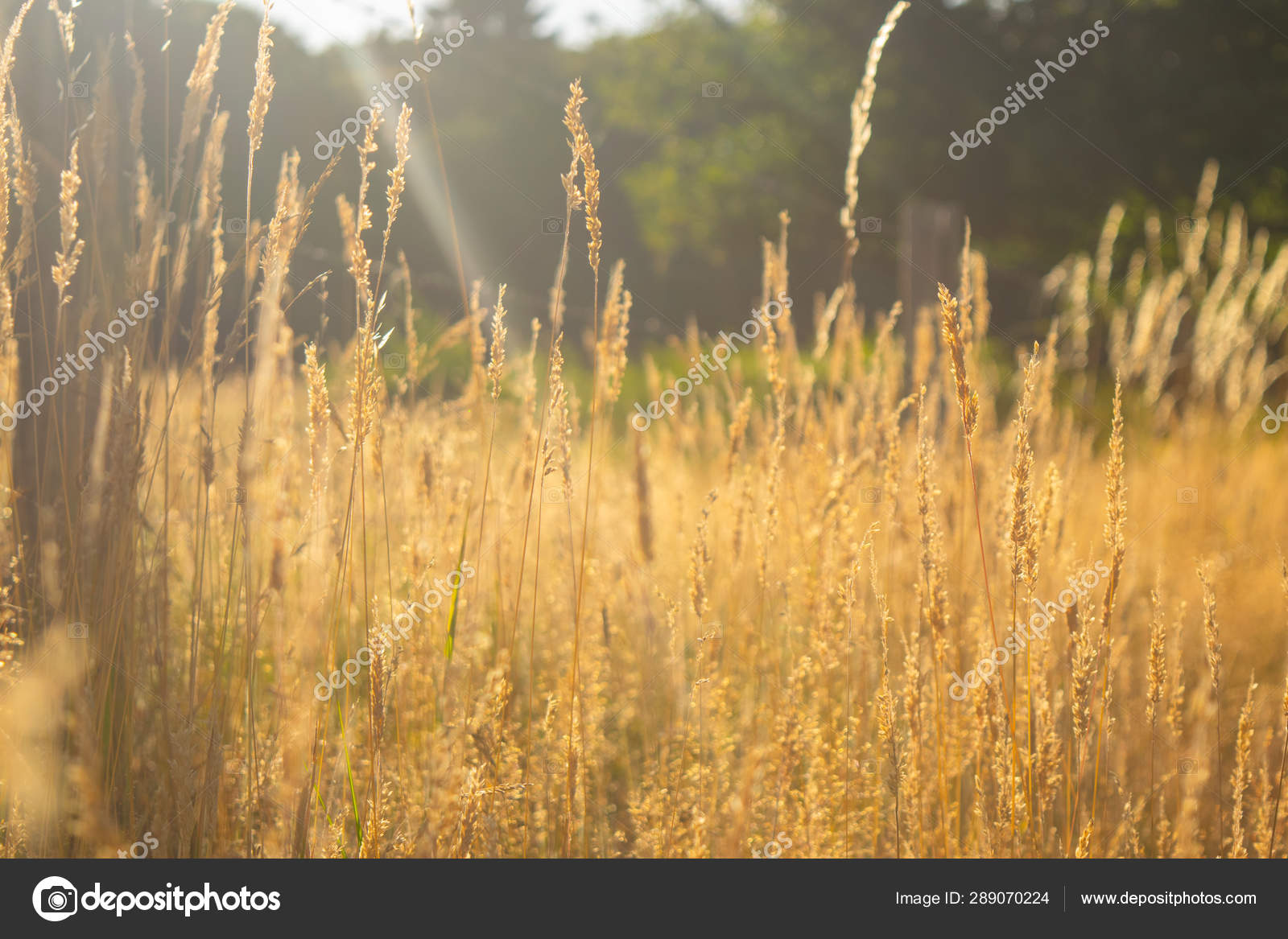 Rye is growing in a landscape — Stock Photo © DanielDoorakkers #289070224