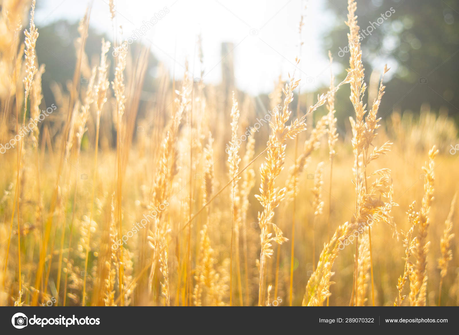 Rye is growing in a landscape — Stock Photo © DanielDoorakkers #289070322
